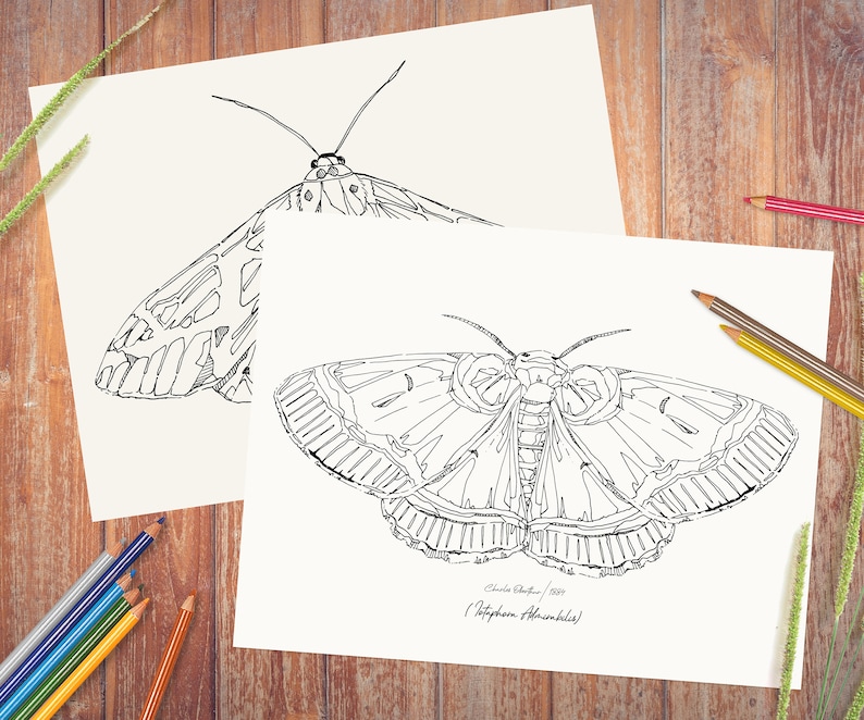 4 Magical Moth Coloring Pages PRINTABLE Adult Coloring Book - Etsy