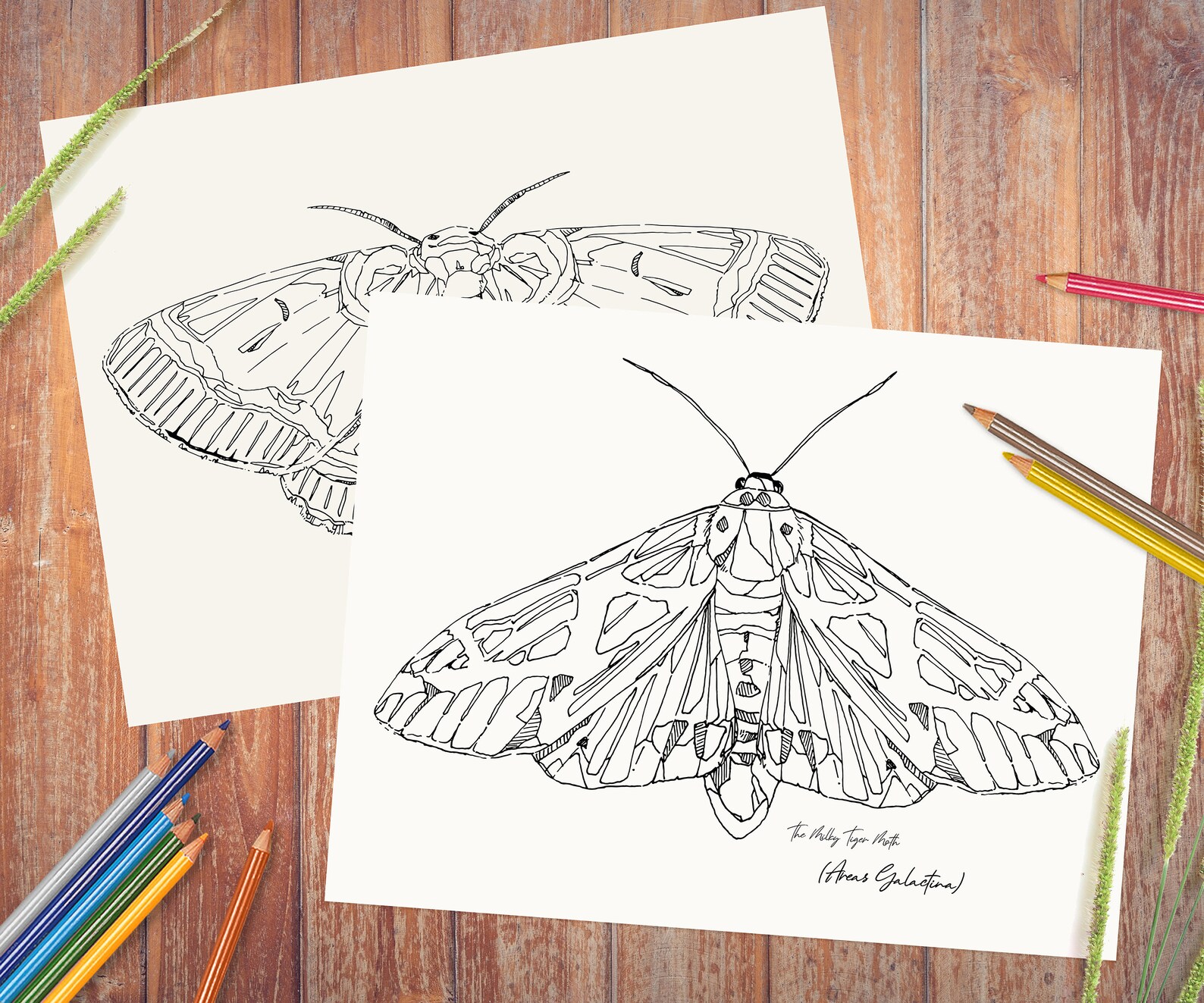 4 Magical Moth Coloring Pages PRINTABLE Adult Coloring Book - Etsy