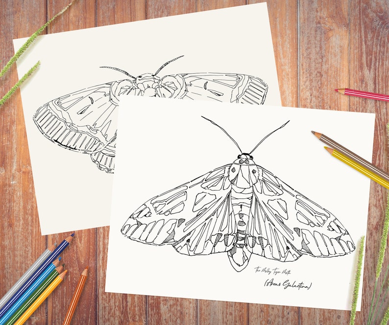 4 Magical Moth Coloring Pages PRINTABLE Adult Coloring Book - Etsy