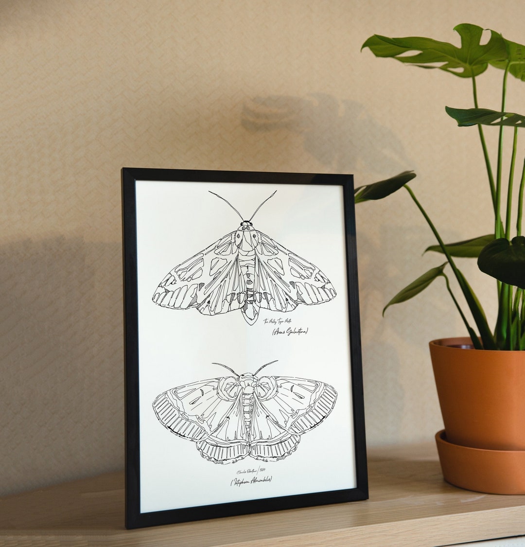Black and White Ink Moth Print, Printable Line Art, Downloadable Wall ...