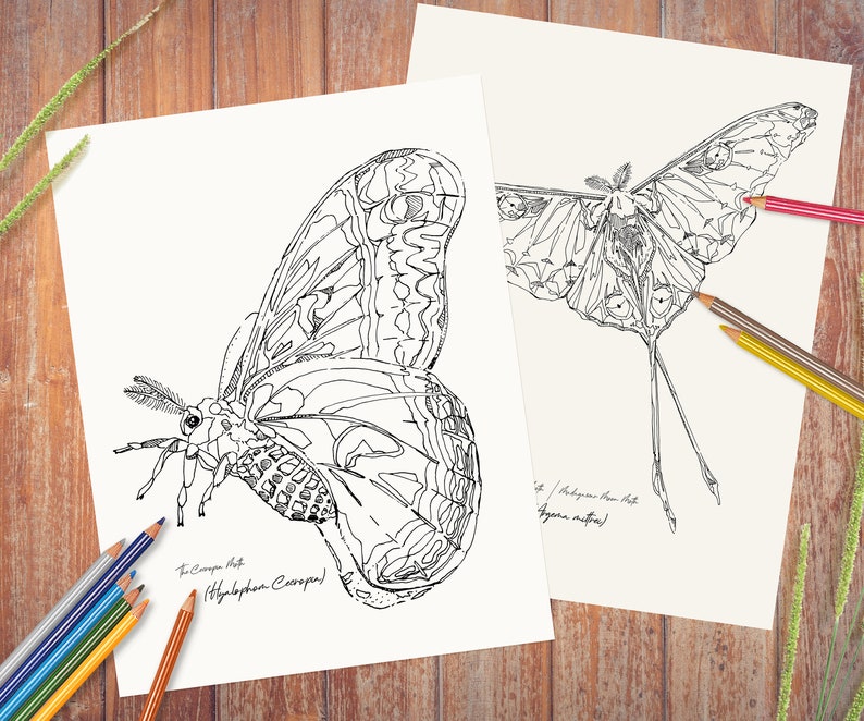 4 Magical Moth Coloring Pages PRINTABLE Adult Coloring Book - Etsy