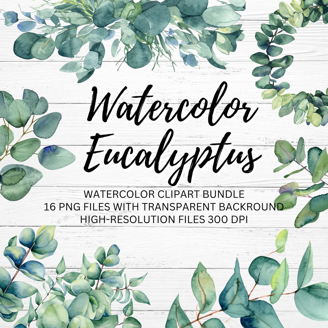 Watercolor Eucalyptus Clipart Bundle: Botanical PNG Floral Design ...