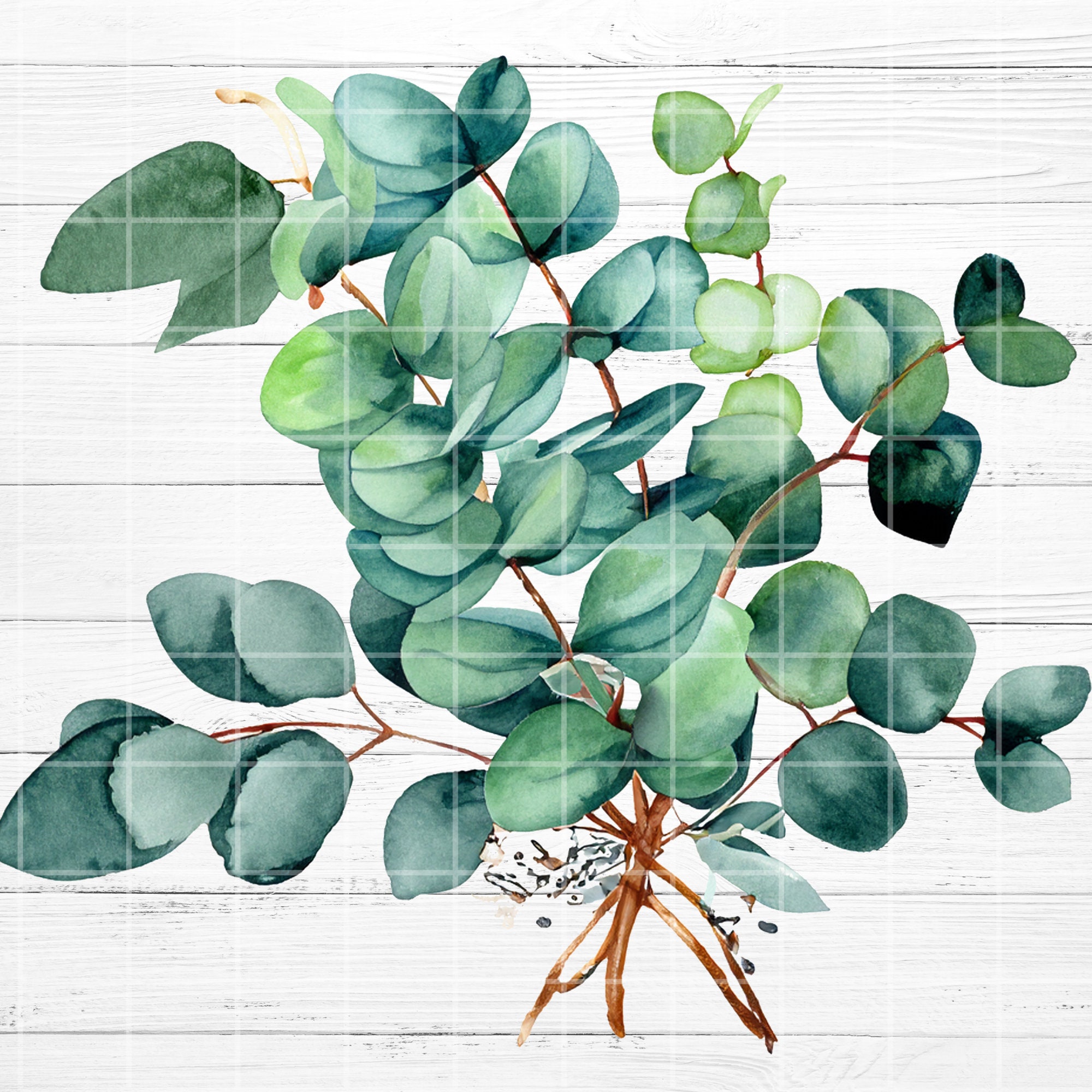 Watercolor Eucalyptus Clipart Bundle: Botanical PNG Floral Design ...