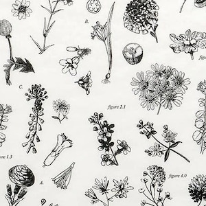 Botanical Tissue Paper 20 X 30 5-10 Sheets Black - Etsy