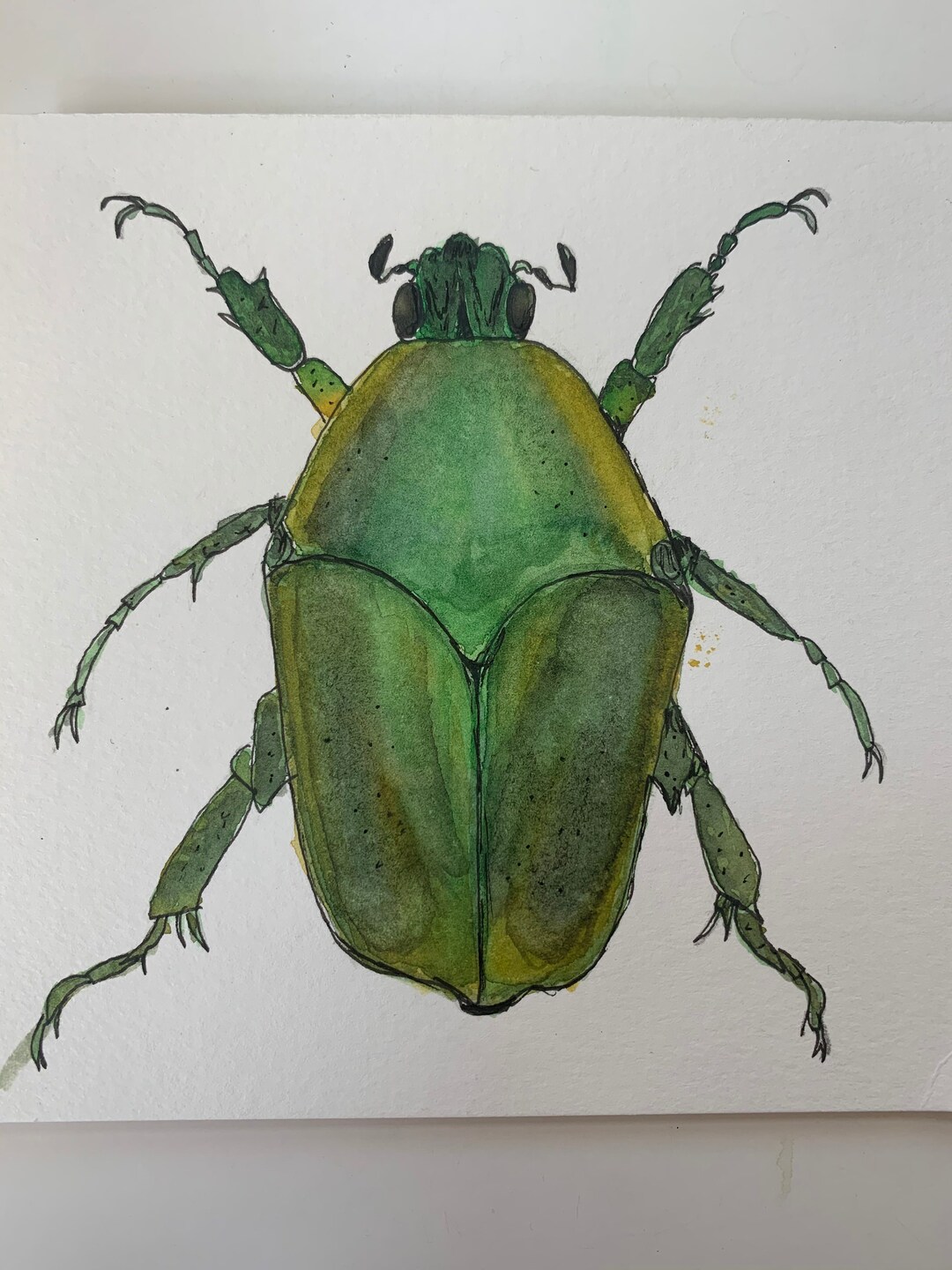 Custom Watercolor Insect Art - Etsy