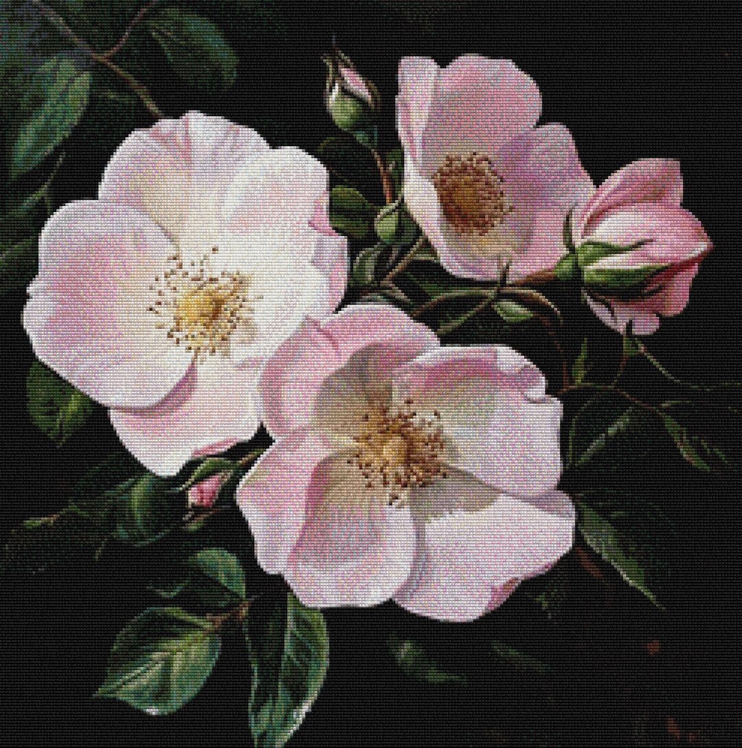 Wild Roses Cross Stitch Pattern, Bright Roses on Dark Background ...