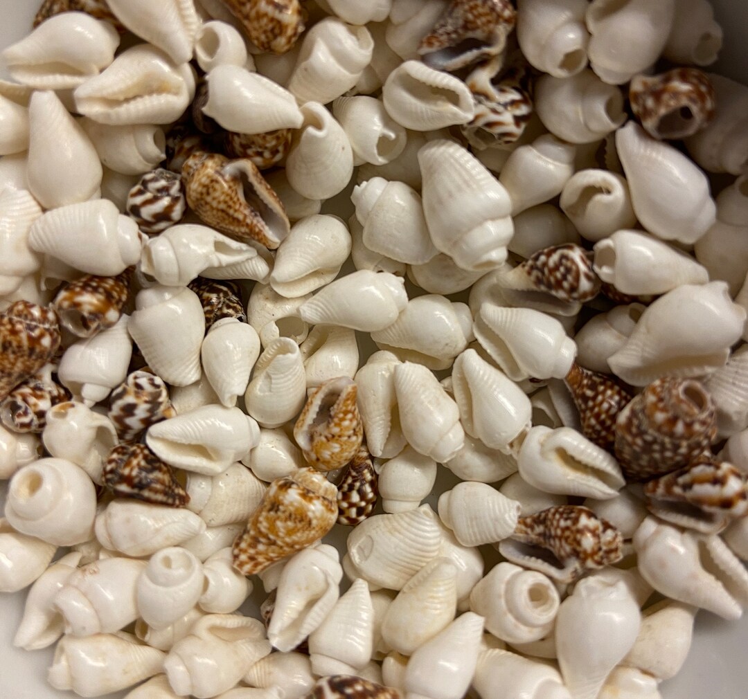 35 Real Miniature Conch Shells for Jewellery Making - Etsy Australia