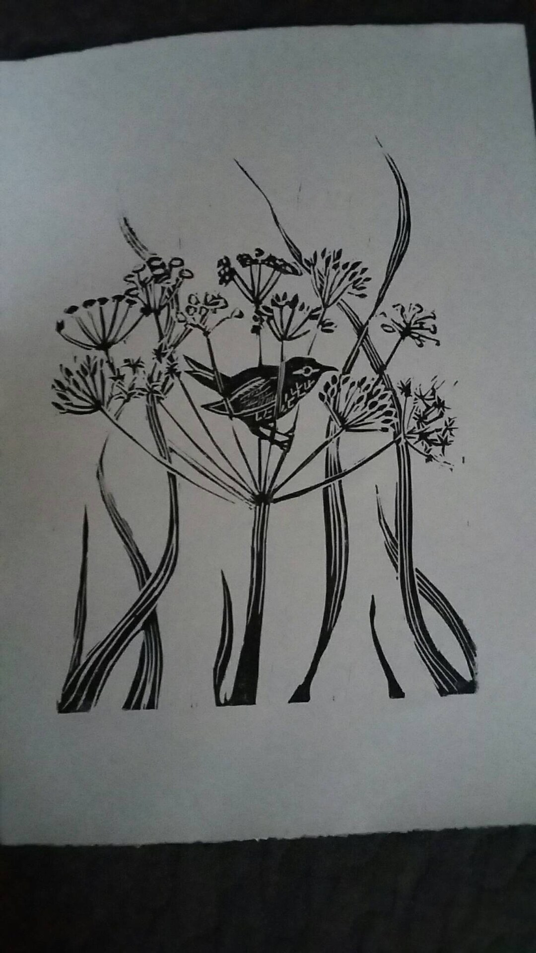 Wren Sitting in Cow Parsley. - Etsy