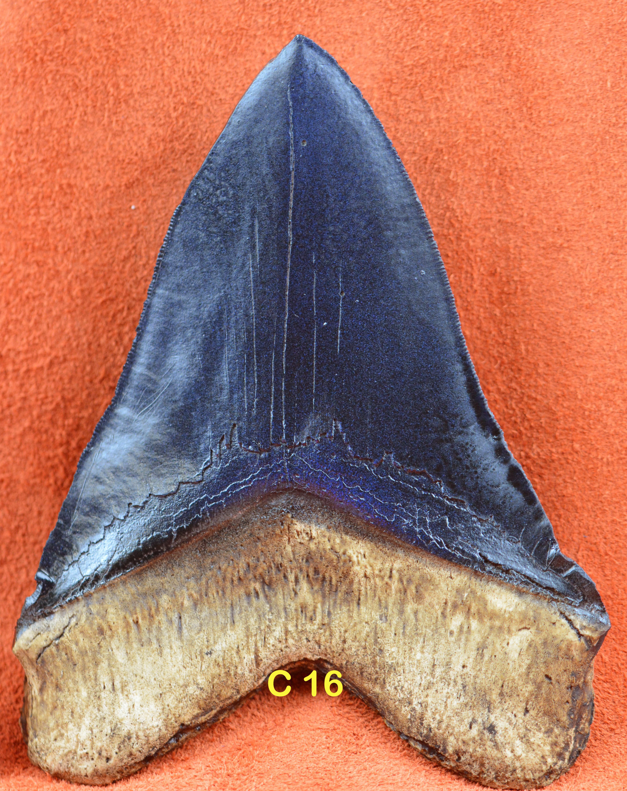 Mastodon Tooth for sale | Only 4 left at -65%