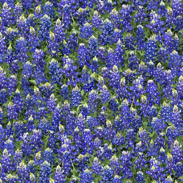 Bluebonnet Fabric - Etsy
