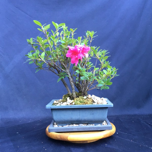Bonsai Tree Live - Etsy