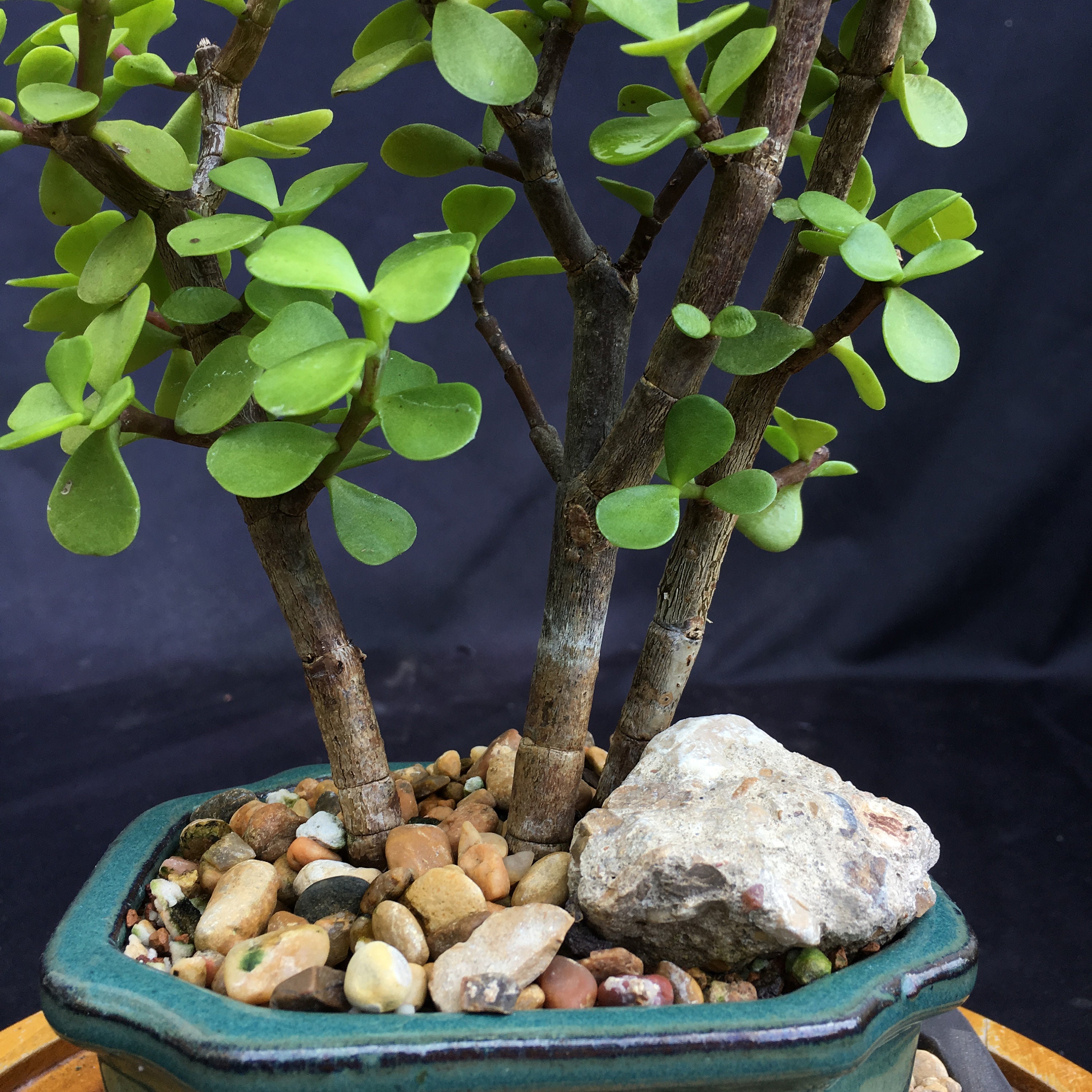 Jade Plant Bonsai