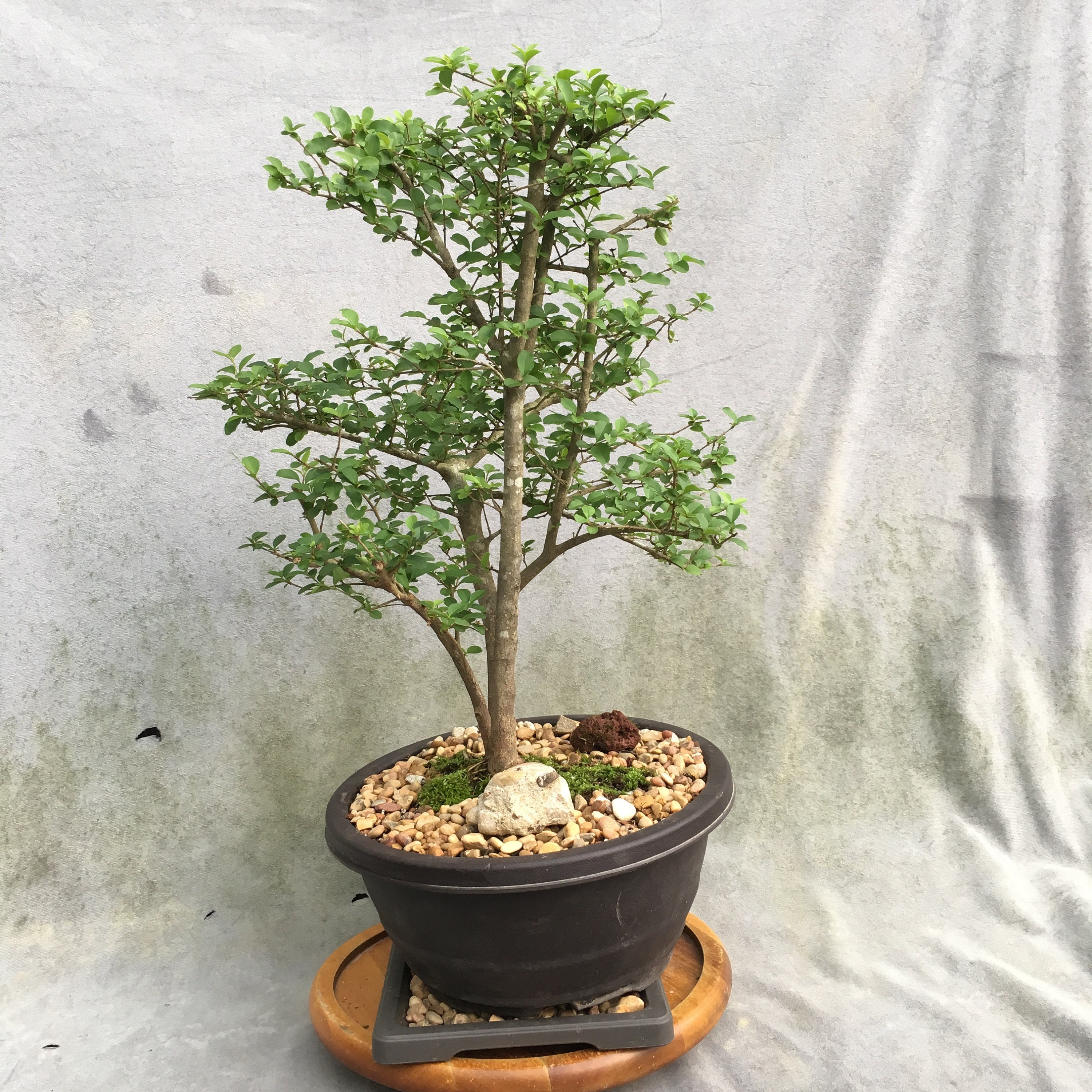 Cotoneaster Dammeri Bonsai
