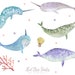 Watercolor Narwhal Clipart Images, Hand Painted Narwhal Art ...