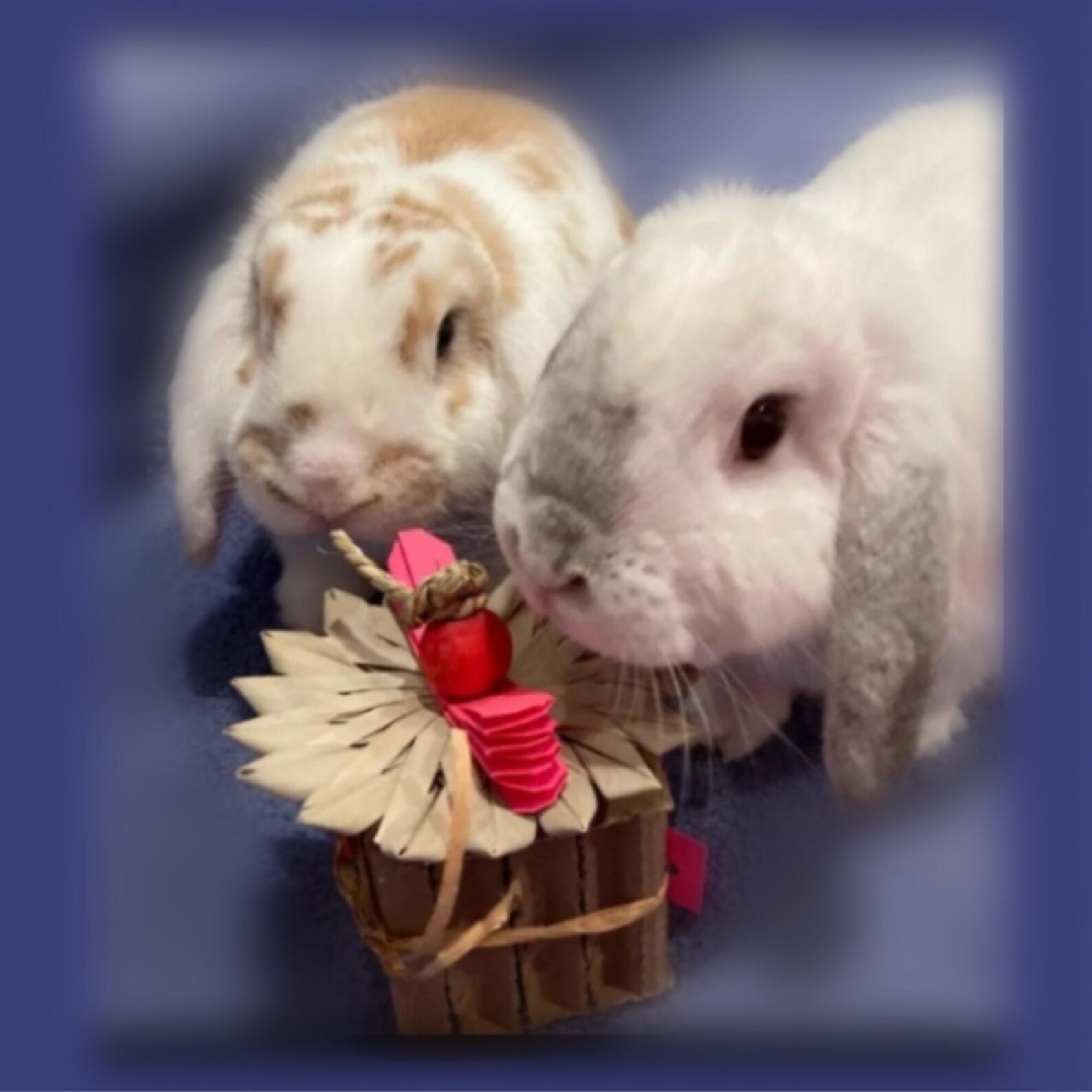 Rabbit Present Gift Box Forage Enrichment Toy Chinchilla Toy - Etsy