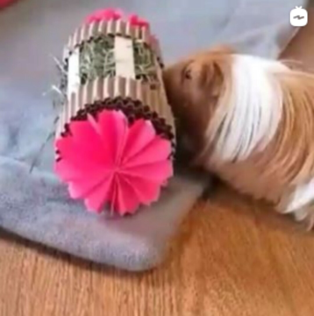 Guinea Pig Toys, Winnie's Mini Hay Roller, Chinchillas, Rabbits - Etsy