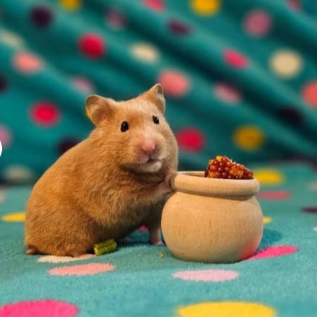 Hamster Treat Pot: Hardwood Maple Logic Toy for Small Pets - Etsy