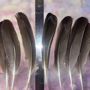 Pack OF 20 Large Canadian Goose Foraged Feather, Wild Goose Feather 9 ...