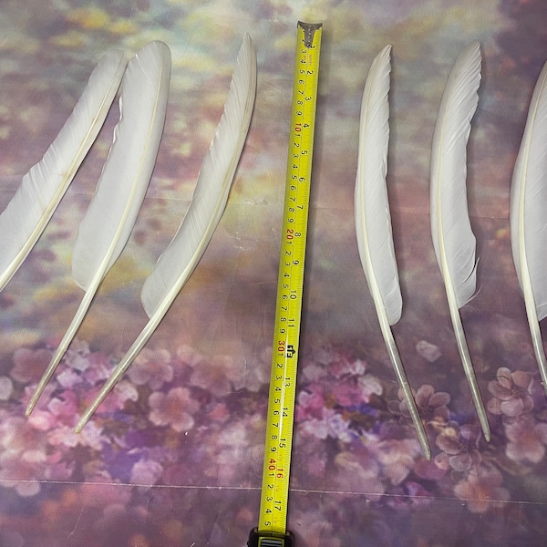 Swan Feathers - Etsy