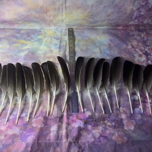 Pack OF 20 Large Canadian Goose Foraged Feather, Wild Goose Feather 9 ...
