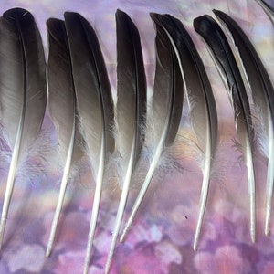 Pack OF 20 Large Canadian Goose Foraged Feather, Wild Goose Feather 9 ...