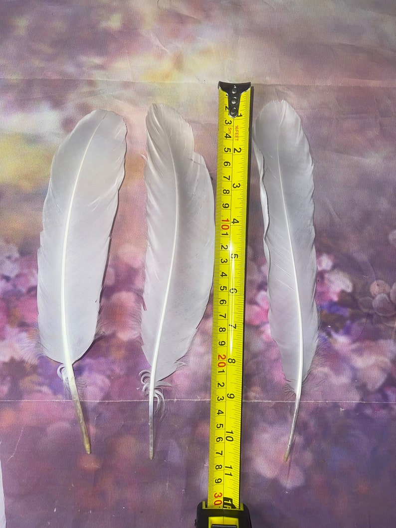 Three 11', Eight 9' Ten 4' and Set of Mix 28, 7' Foraged Feathers ...