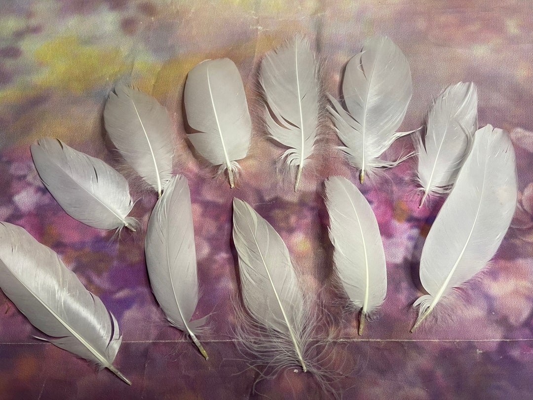 Three 11', Eight 9' Ten 4' and Set of Mix 28, 7' Foraged Feathers ...