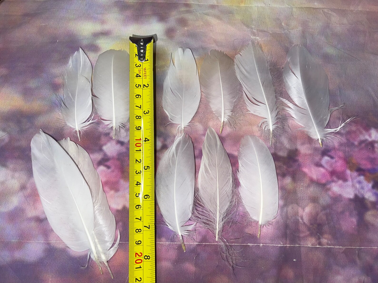 Three 11', Eight 9' Ten 4' and Set of Mix 28, 7' Foraged Feathers ...