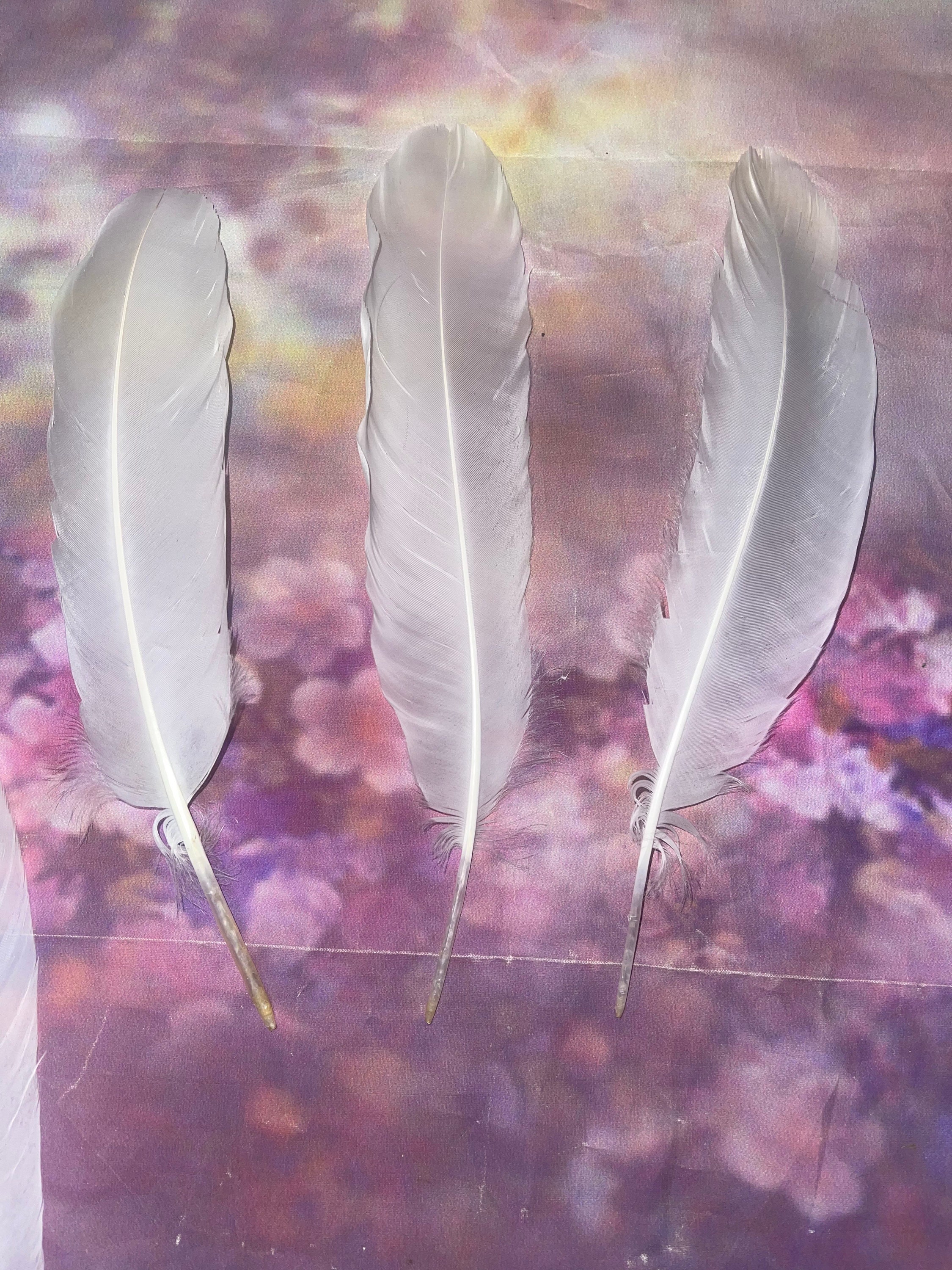 Three 11', Eight 9' Ten 4' and Set of Mix 28, 7' Foraged Feathers ...