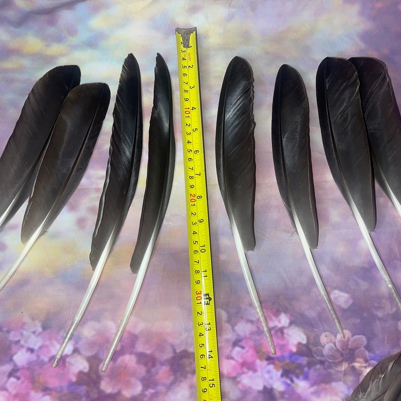 Large Feathers - Etsy