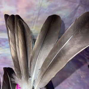 Pack OF 20 Large Canadian Goose Foraged Feather, Wild Goose Feather 9 ...