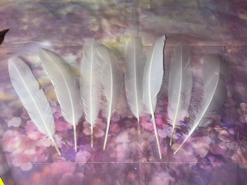 Three 11', Eight 9' Ten 4' and Set of Mix 28, 7' Foraged Feathers ...