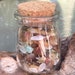 Polished Rocks in Decorative Jars 3.1”x2.1” - Etsy