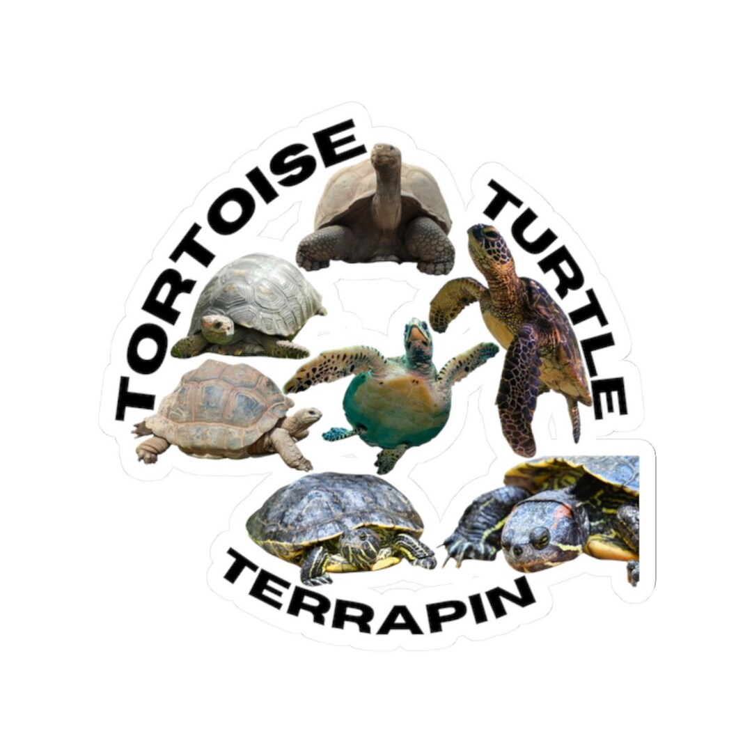 Tortoise Turtle Terrapin Picture Kiss-cut Sticker, on Transparent or ...