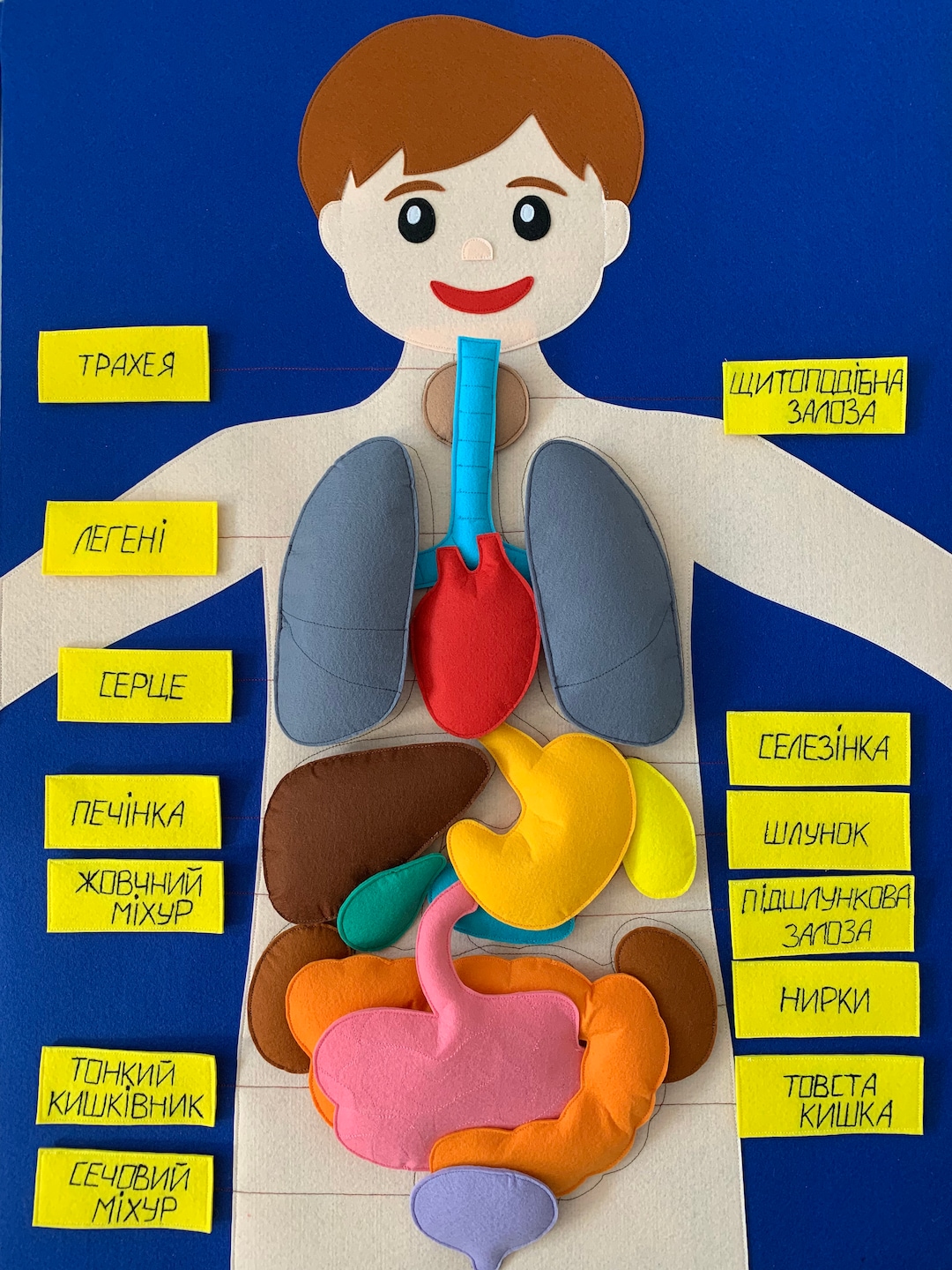 Felt Human Body Board Anatomy Materials Science Playmate Doctor Play ...