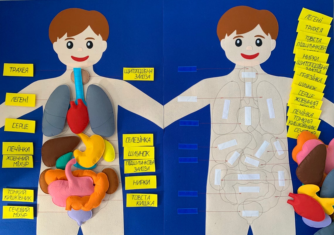 Felt Human Body Board Anatomy Materials Science Playmate - Etsy