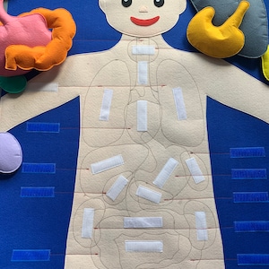 Felt Human Body Board Anatomy Materials Science Playmate Doctor Play ...