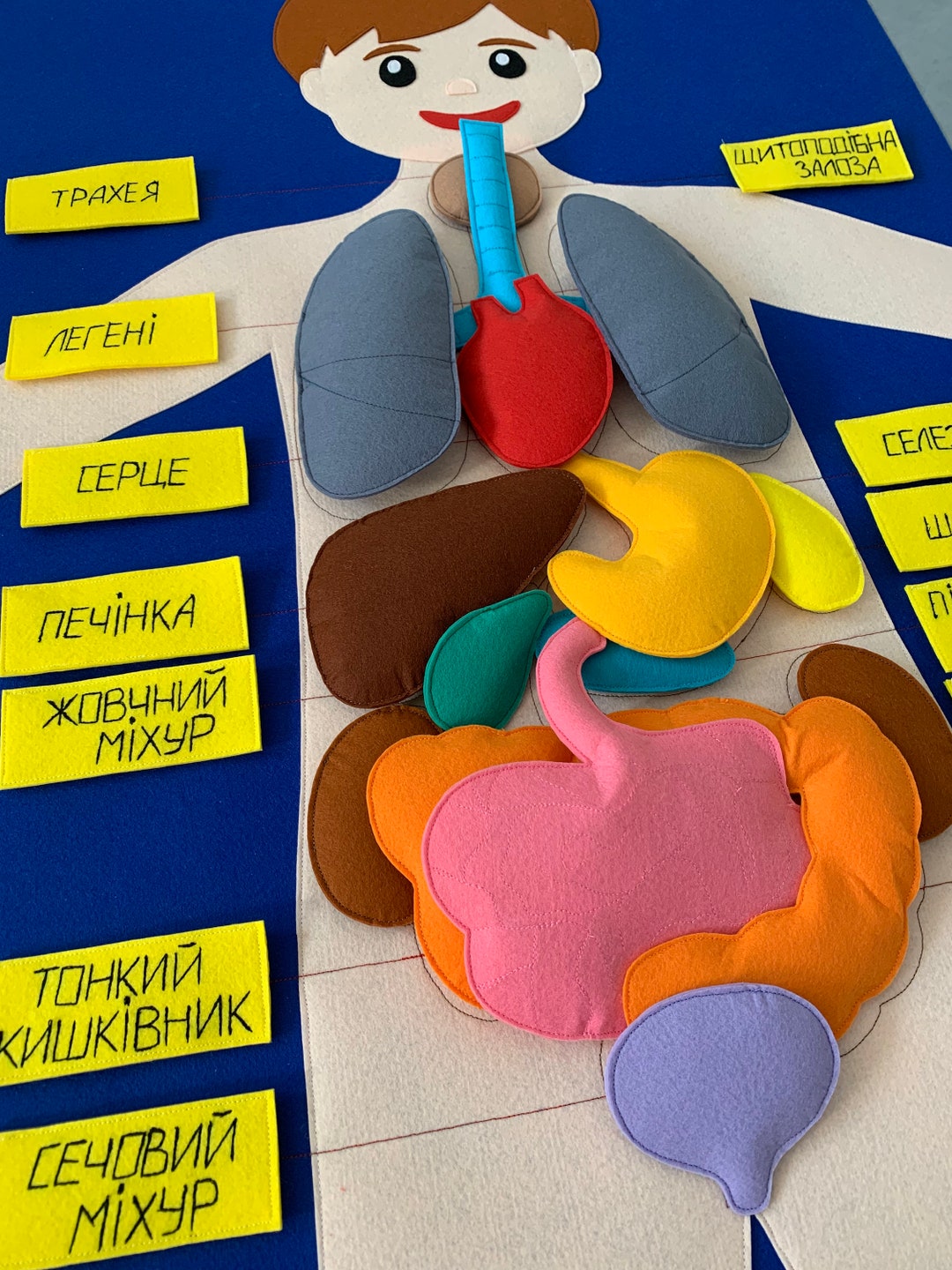 Felt Anatomy Play Set: Human Body & Organs, Science Learning - Etsy