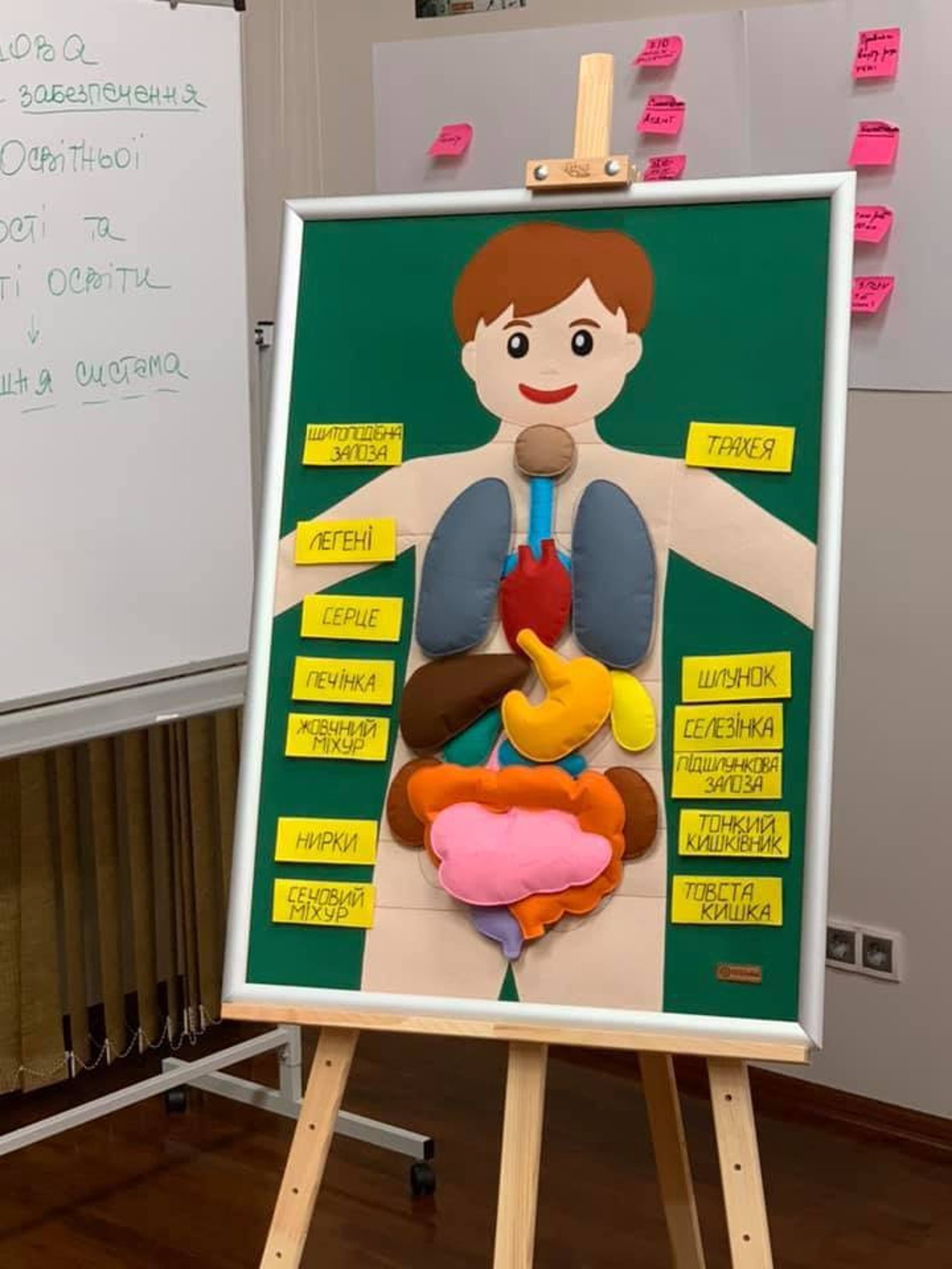 Felt Human Body Board Anatomy Materials Science Playmate - Etsy