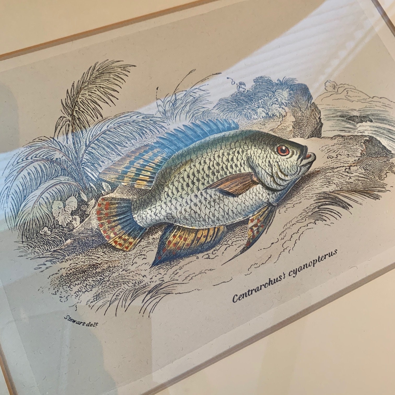 Vintage Large Framed Fish Picture Biological Illustration | Etsy