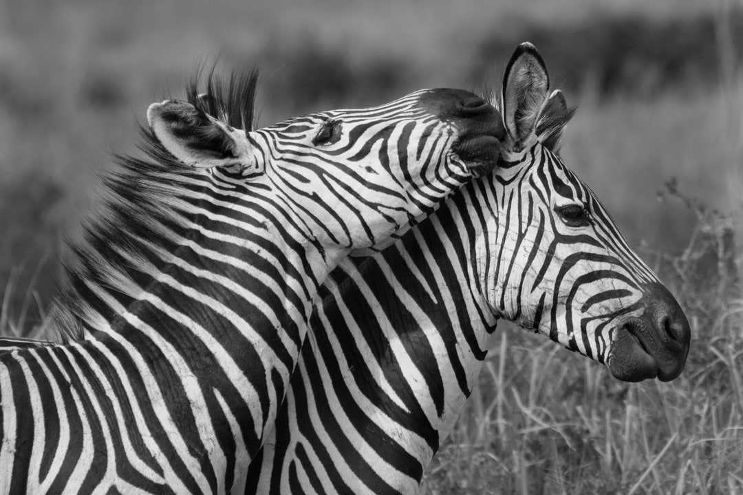 Zebra Photo Print Frame Canvas Outdoor Nature Wildlife Animal ...