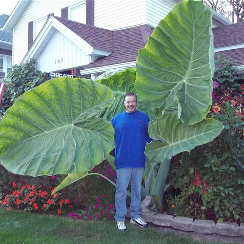 Elephant Ear - Etsy
