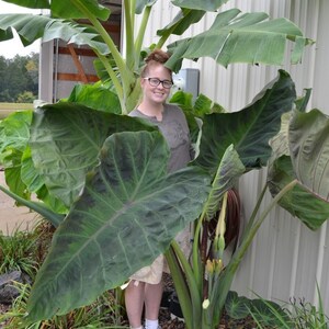 Colocasia Maximus Gigante PP28,001 - Etsy