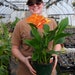 Canna Maui Punch PP23931 - Etsy