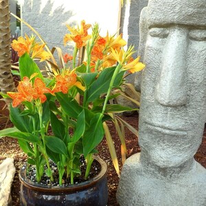 Canna Maui Punch PP23931 - Etsy