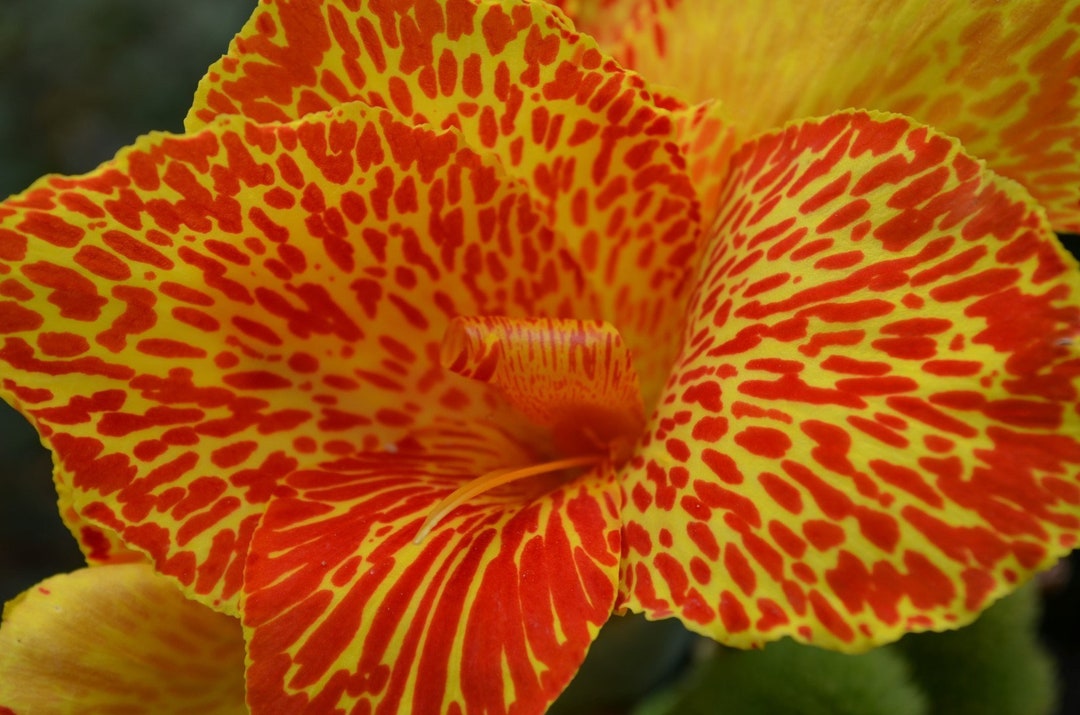 Canna Maui Punch PP23931 - Etsy