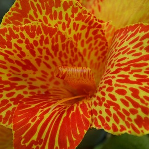 Canna Maui Punch PP23931 - Etsy