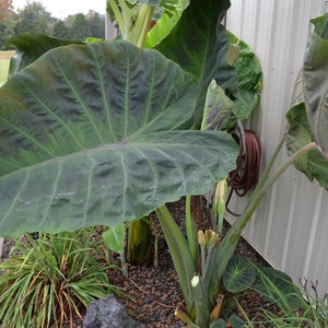 Colocasia Maximus Gigante PP28,001 - Etsy