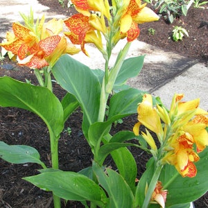 Canna Maui Punch PP23931 - Etsy