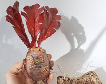 Mandrakes Plant Mandragora Poison Plants Spooky Garden | Etsy